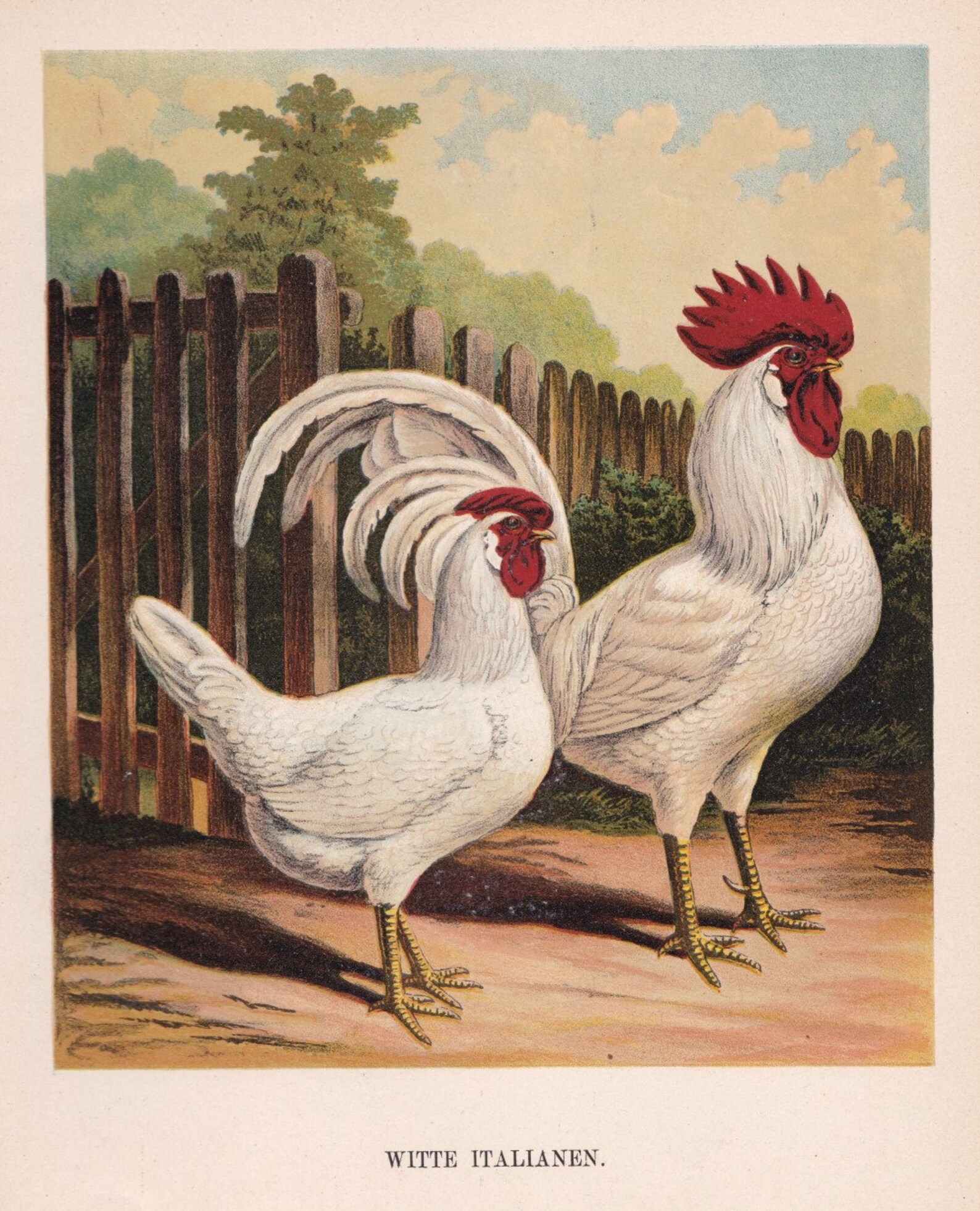 Antique Farmyard Chickens Hens Rooster Country Life Farming Eggs ...