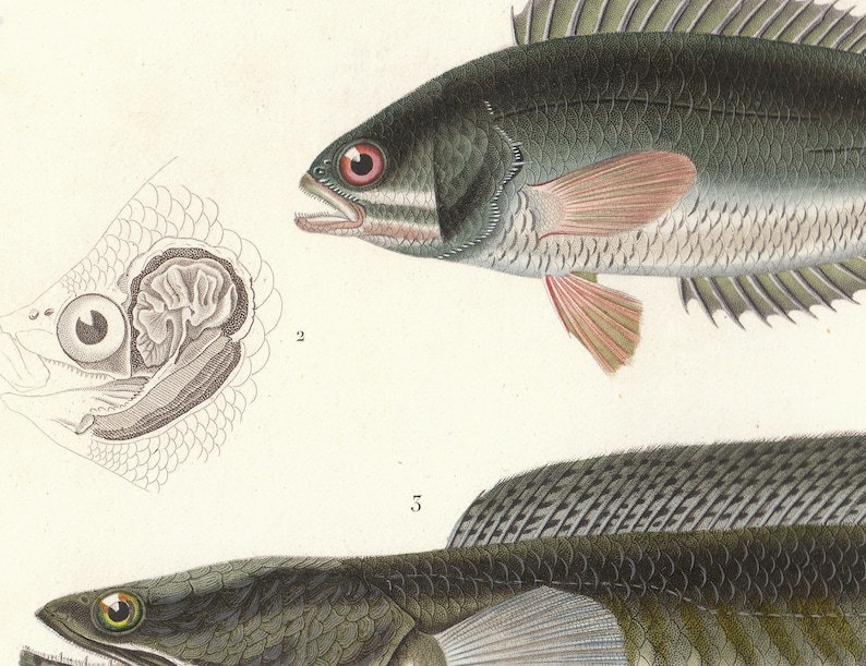 Rare Antique Original Fish 1849 Print Charles D’orbigny’s Dictionnaire ...