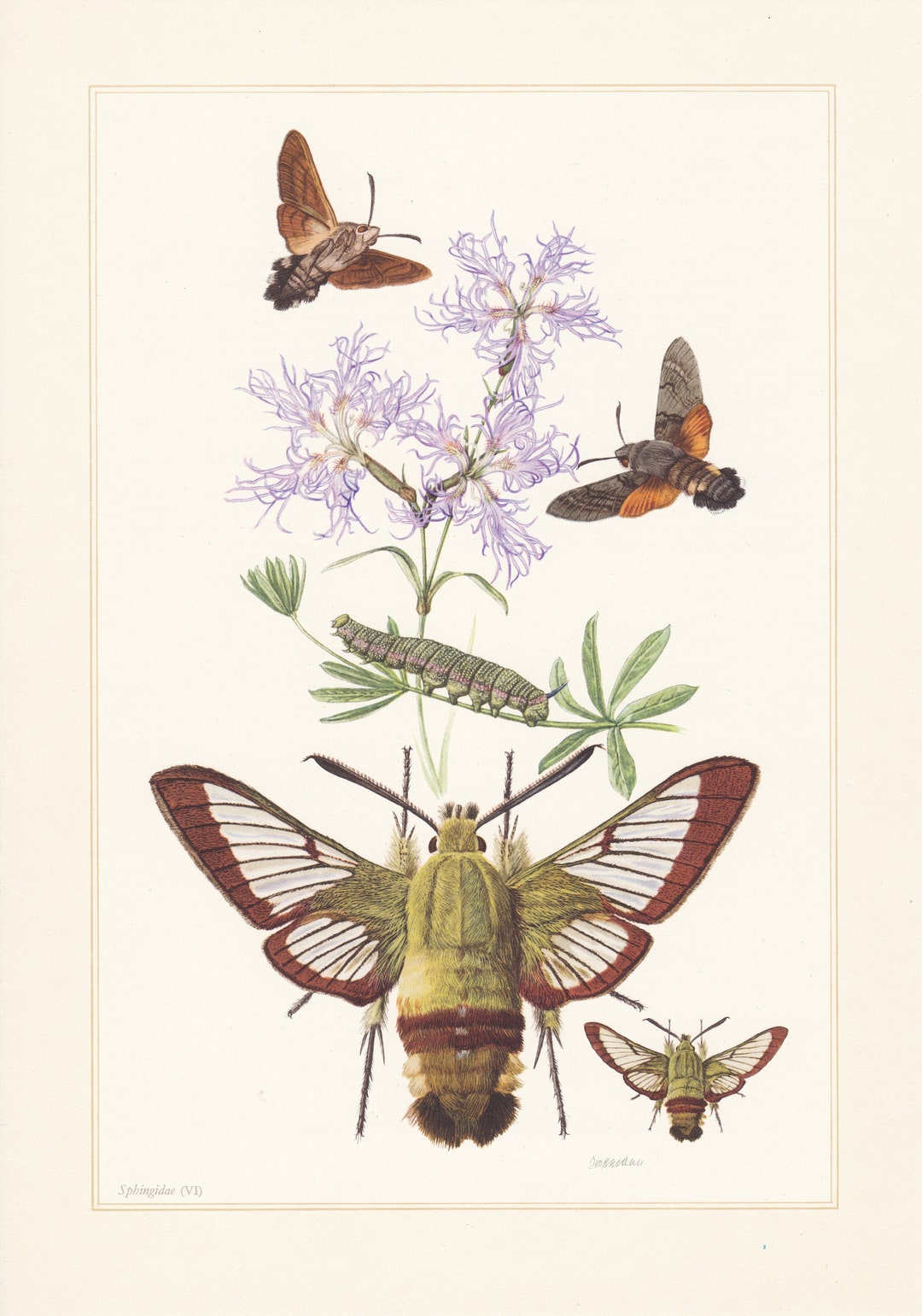 Original Vintage Hawk Moth Lepidoptera Sphingidae Caterpillar Insect ...