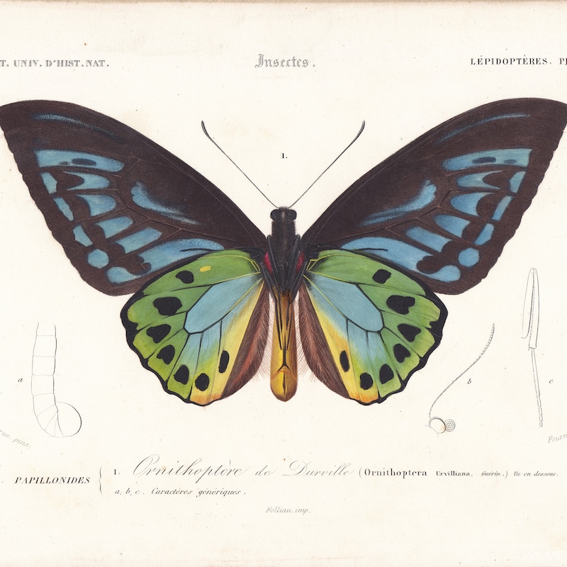 Butterfly Lithograph - Etsy