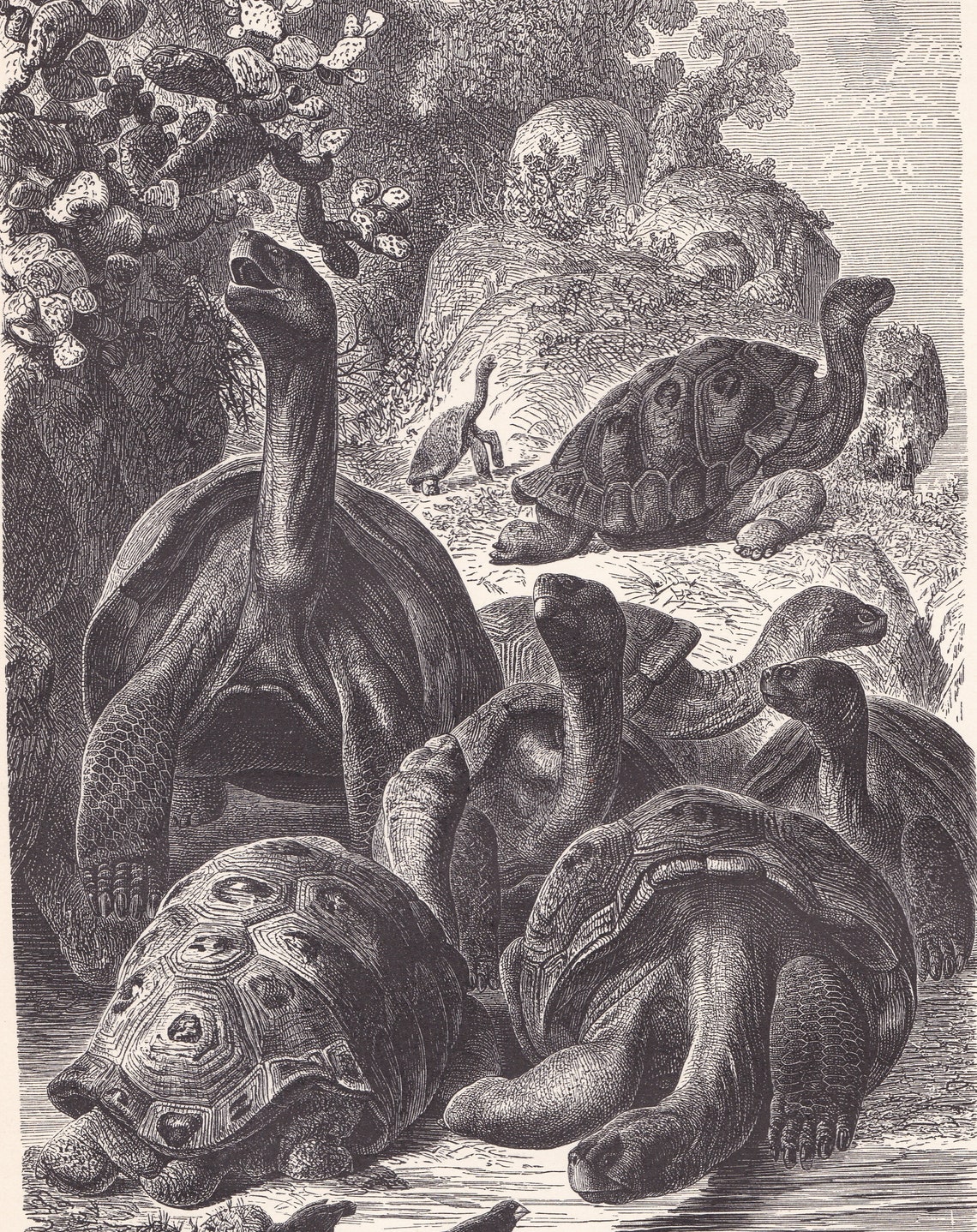 1900 Giant Tortoises Rare Antique Original Print - Etsy UK