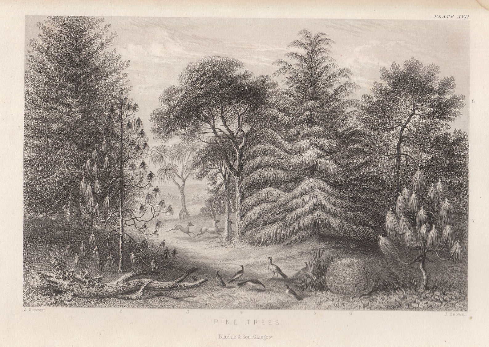 Rare 1862 Antique Original Pine Trees Forest Engraving the Vegetable ...