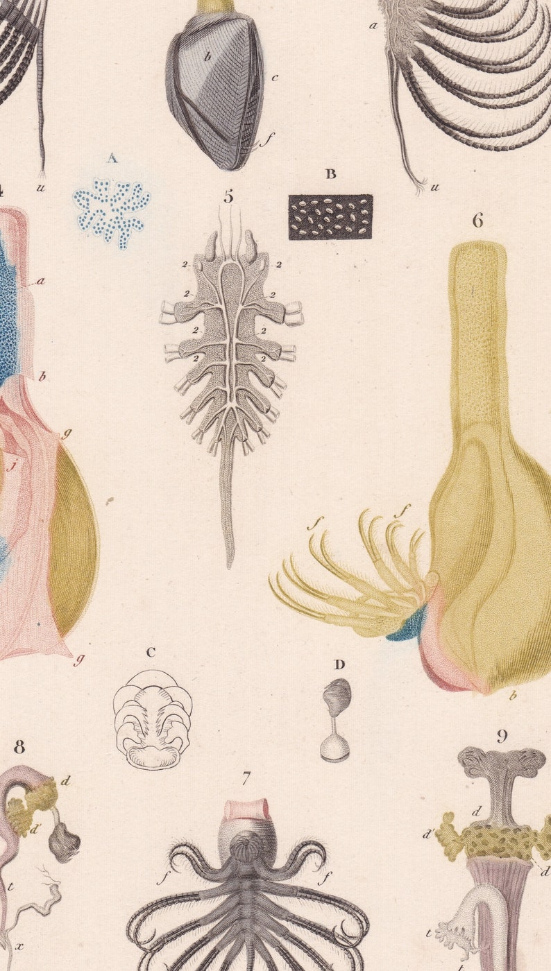 Antique Original Shell Barnacle Anatomy Print Charles D’orbigny ...