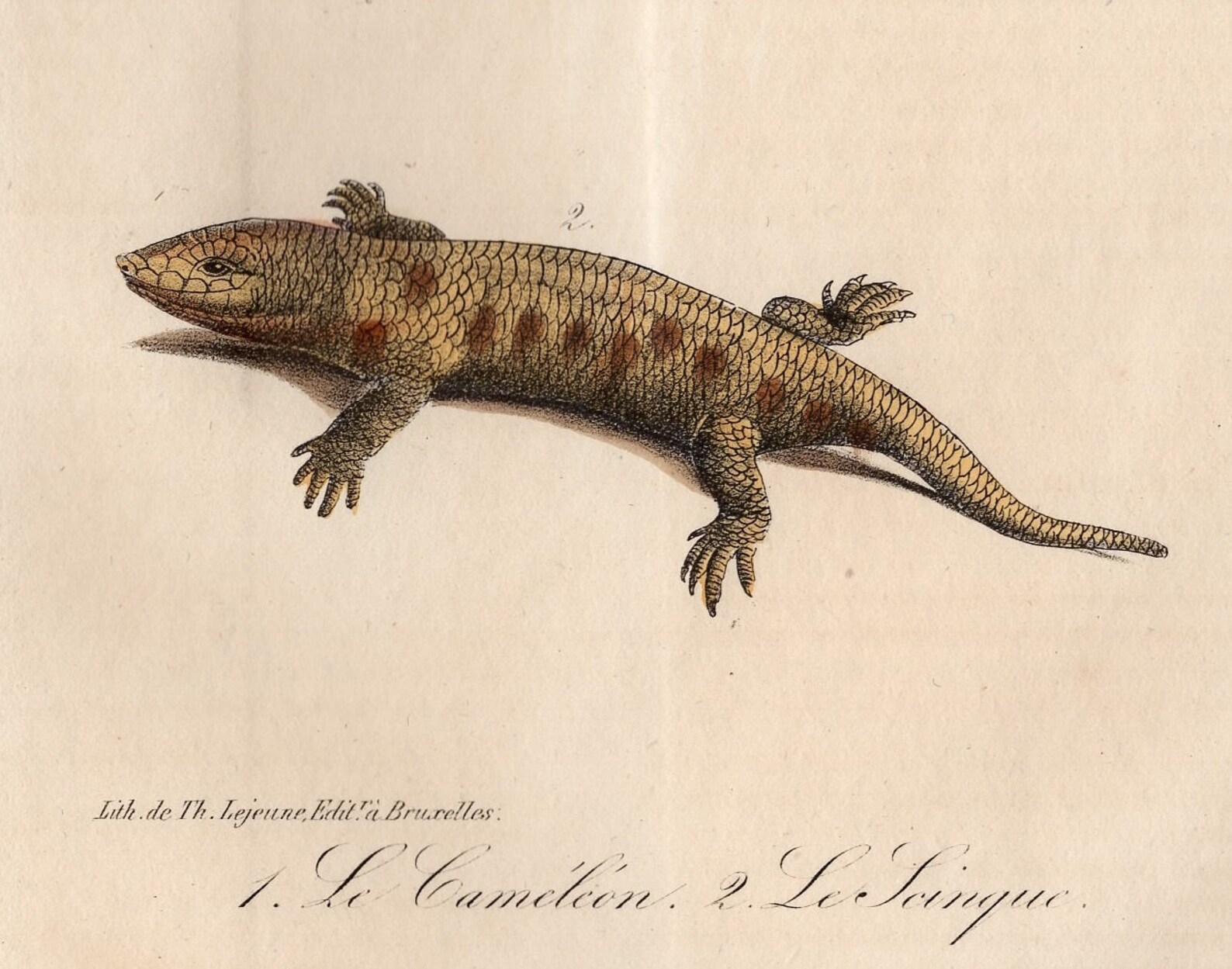 1834 Rare Antique Chameleon Skink Lizard Reptile Original - Etsy UK