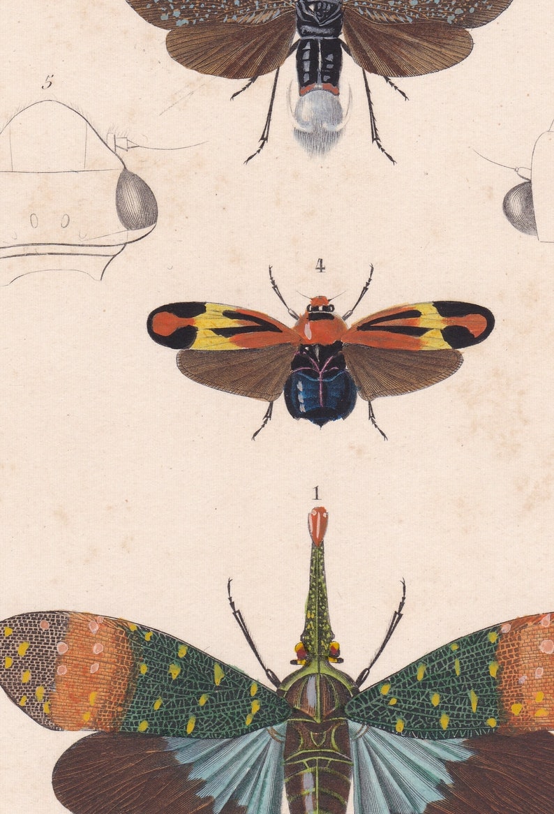 Antique Original Lantern Peanut Bug Moth Print Charles D’orbigny ...