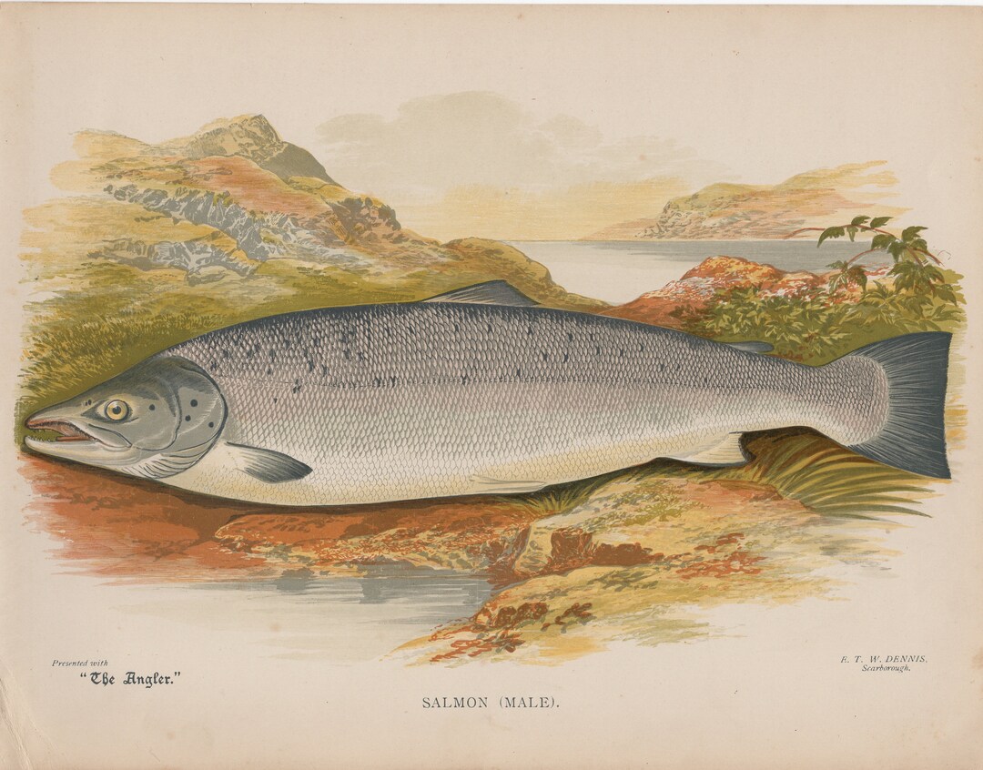 Antique Original Male Salmon Fish Coarse Fishing Coloured Engravings by ...