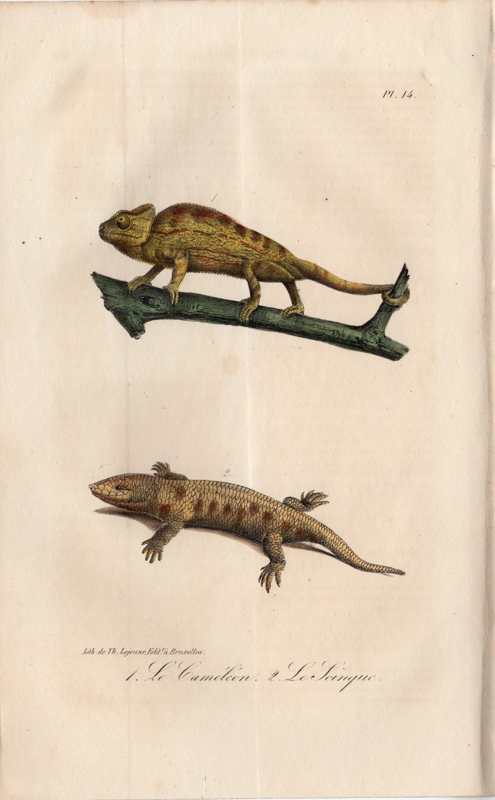 1834 Rare Antique Chameleon Skink Lizard Reptile Original - Etsy UK
