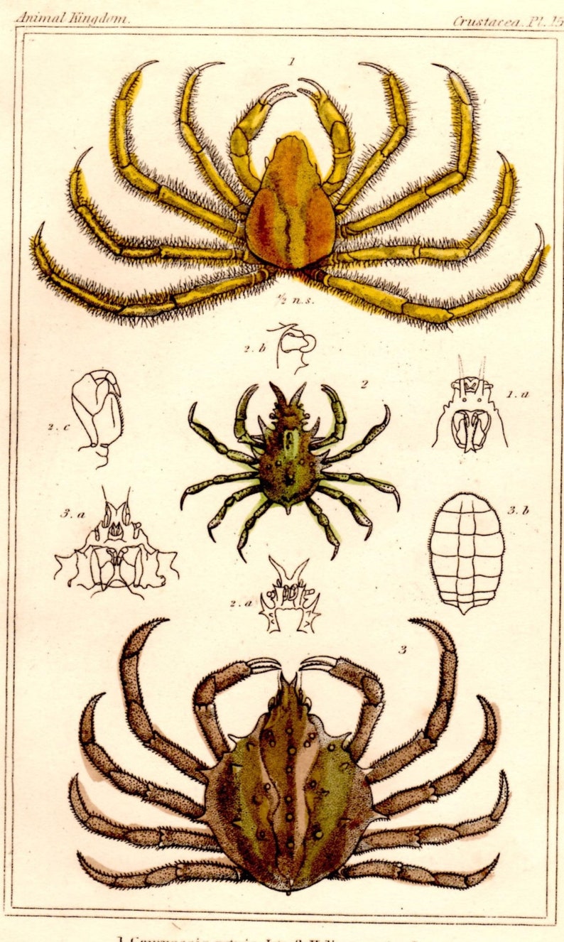 1834 Antique Original Engraving Antique Crustacean Plate 15 - Etsy