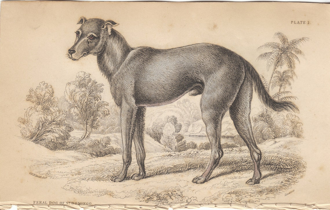 Rare Antique Original Feral Dog St Domingo 1840 Jardine Mammalia ...