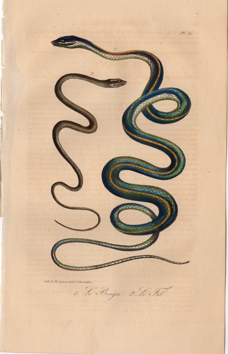 1834 Rare Antique Boiga Cape File Snake Reptile Original Print - Etsy