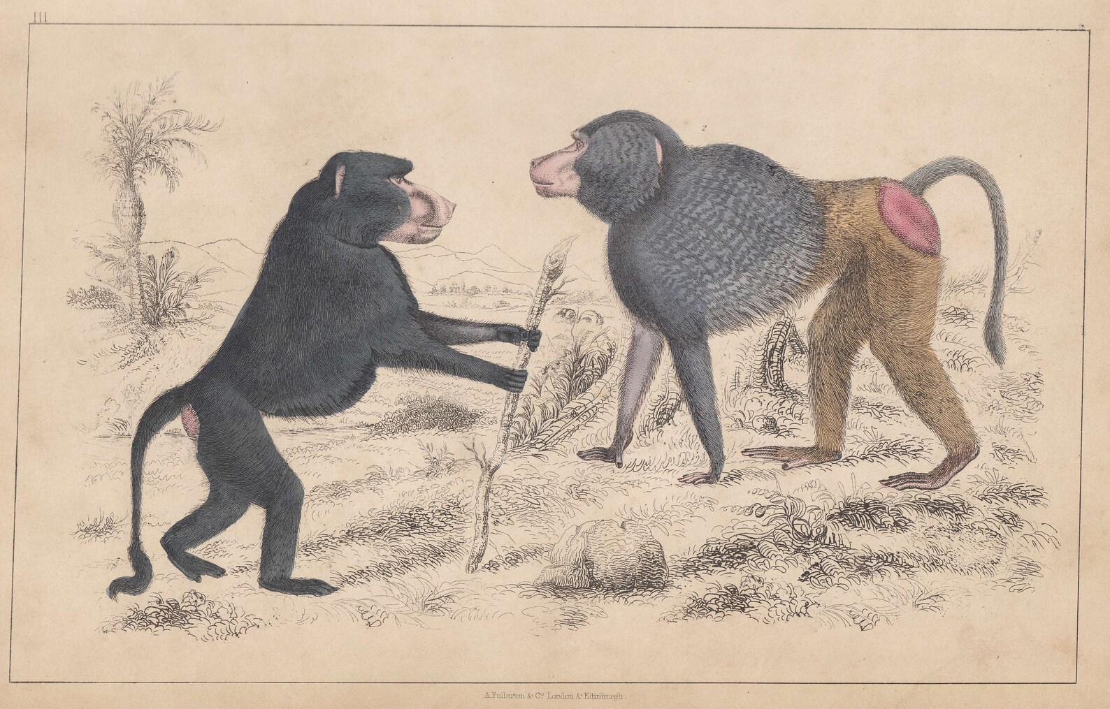 1856 Rare Antique Original Baboon Monkey Primate Print History of Earth ...