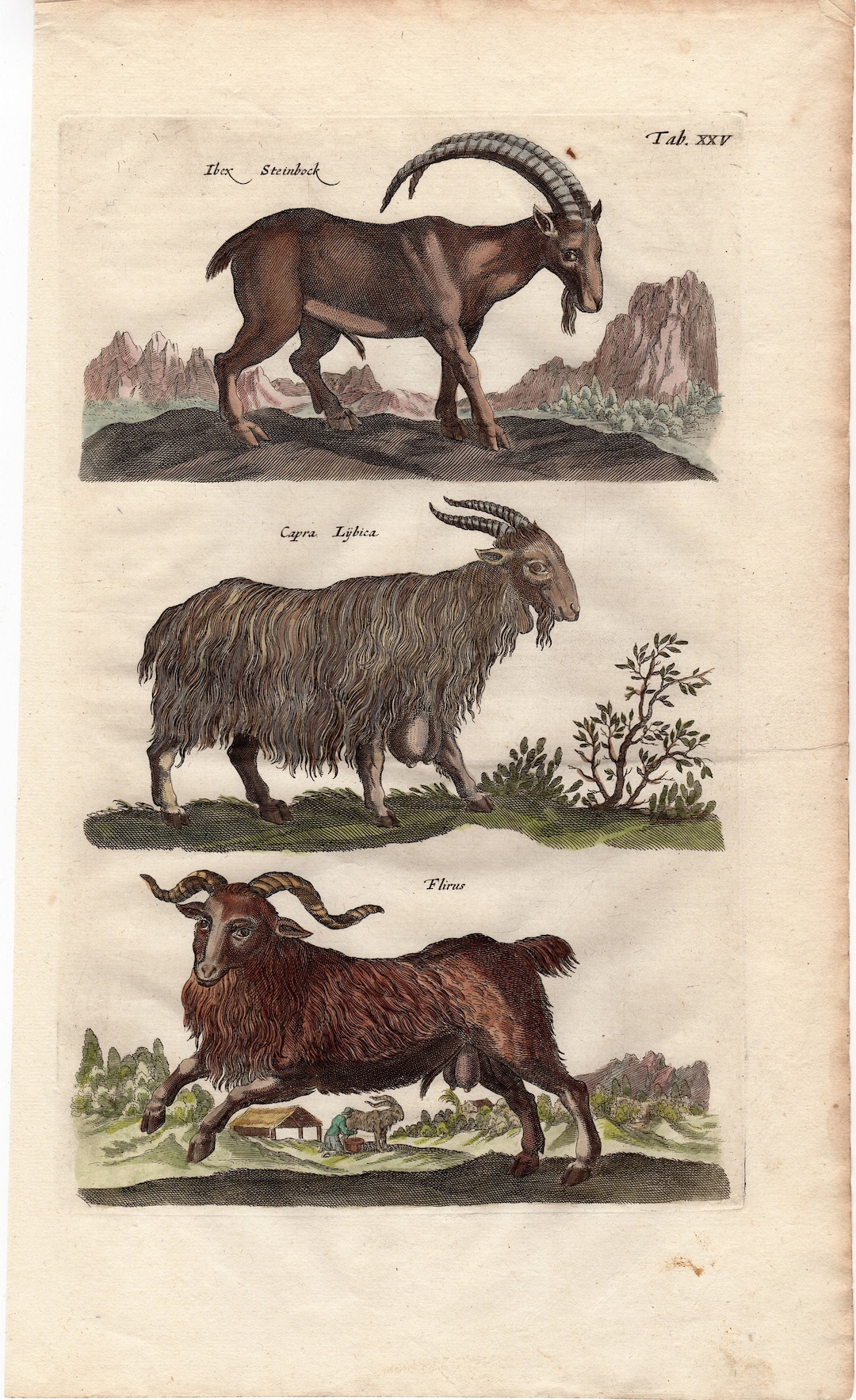 1657 Antique Goats Livestock Engraving Print Historia Naturalis John ...