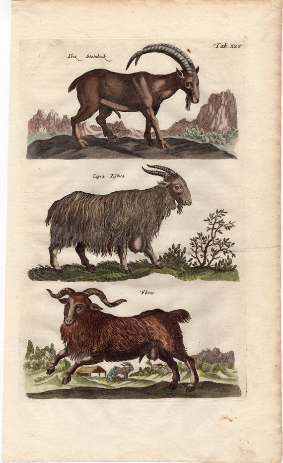 1657 Antique Goats Livestock Engraving Print Historia | Etsy