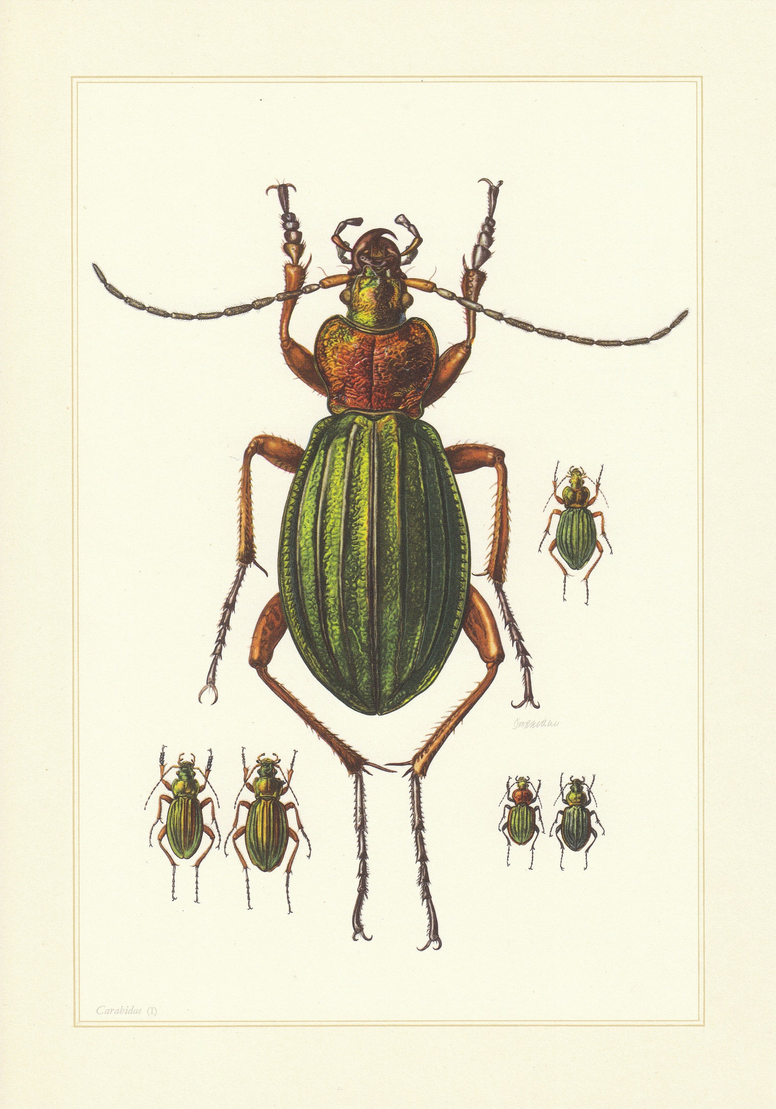 Original Vintage 1961 Beetle Insect Print Insectes D'europe Wall ...