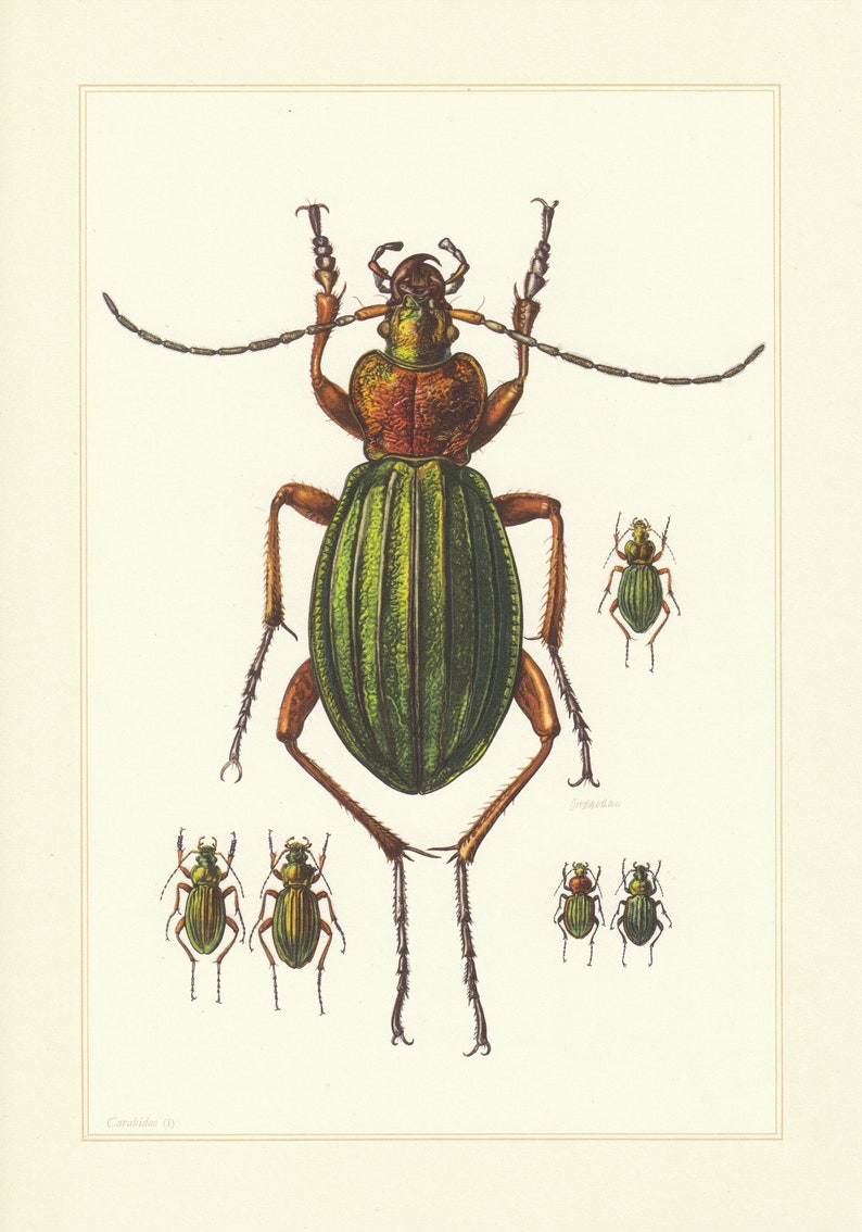 Original Vintage 1961 Beetle Insect Print Insectes D'europe Wall ...