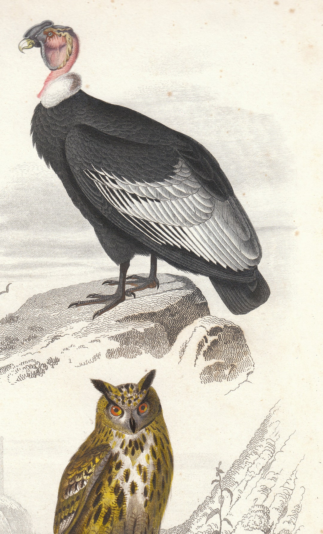 Rare Antique Original Owl Vulture 1849 Print Charles Dorbigny ...