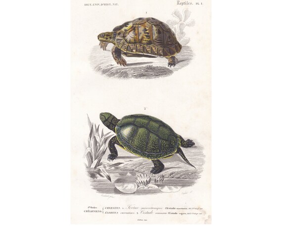 Tortoise & Turtle Antique Print Original 1849 Print French | Etsy