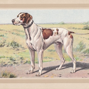 Original Vintage Hunting Braque Saint-germain Pointer Dog Gundog Canine ...