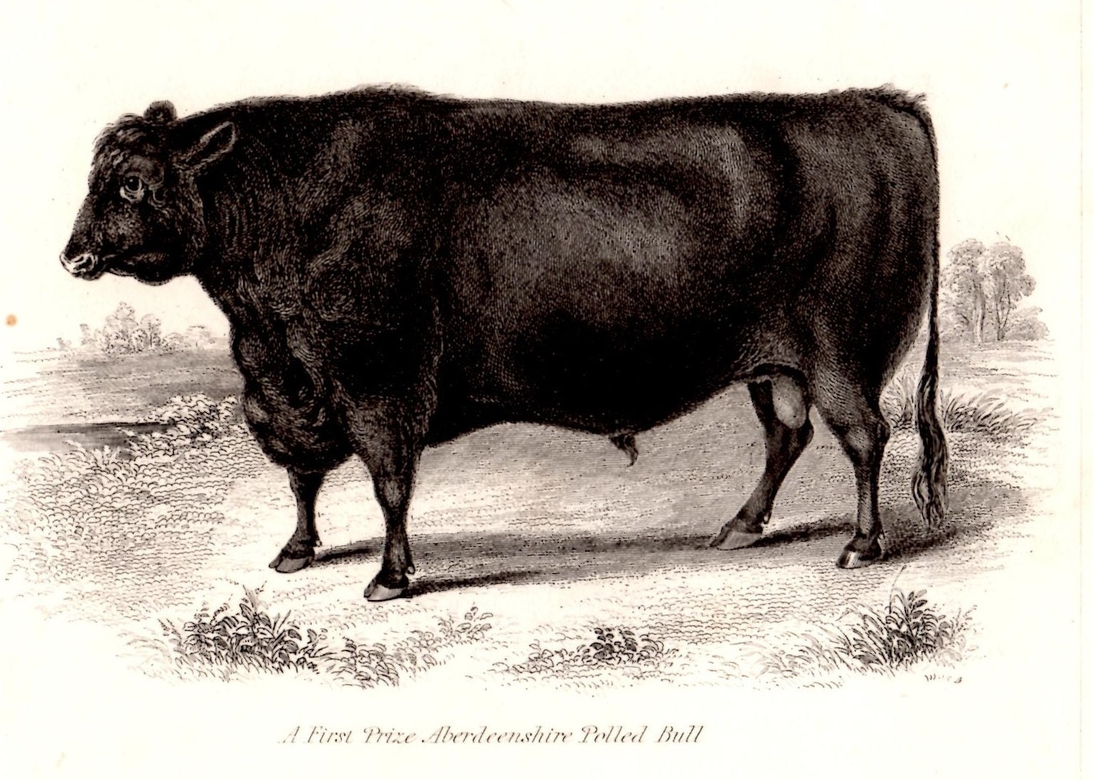 1852 Cattle Engraving Shorthorn Bull Aberdeenshire Polled - Etsy