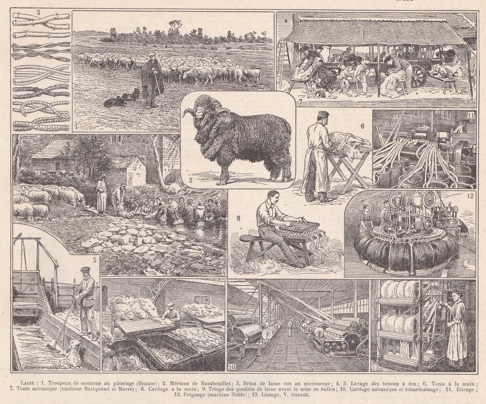 Vintage Original French Wool Making Process Sheep Farming Ram - Etsy