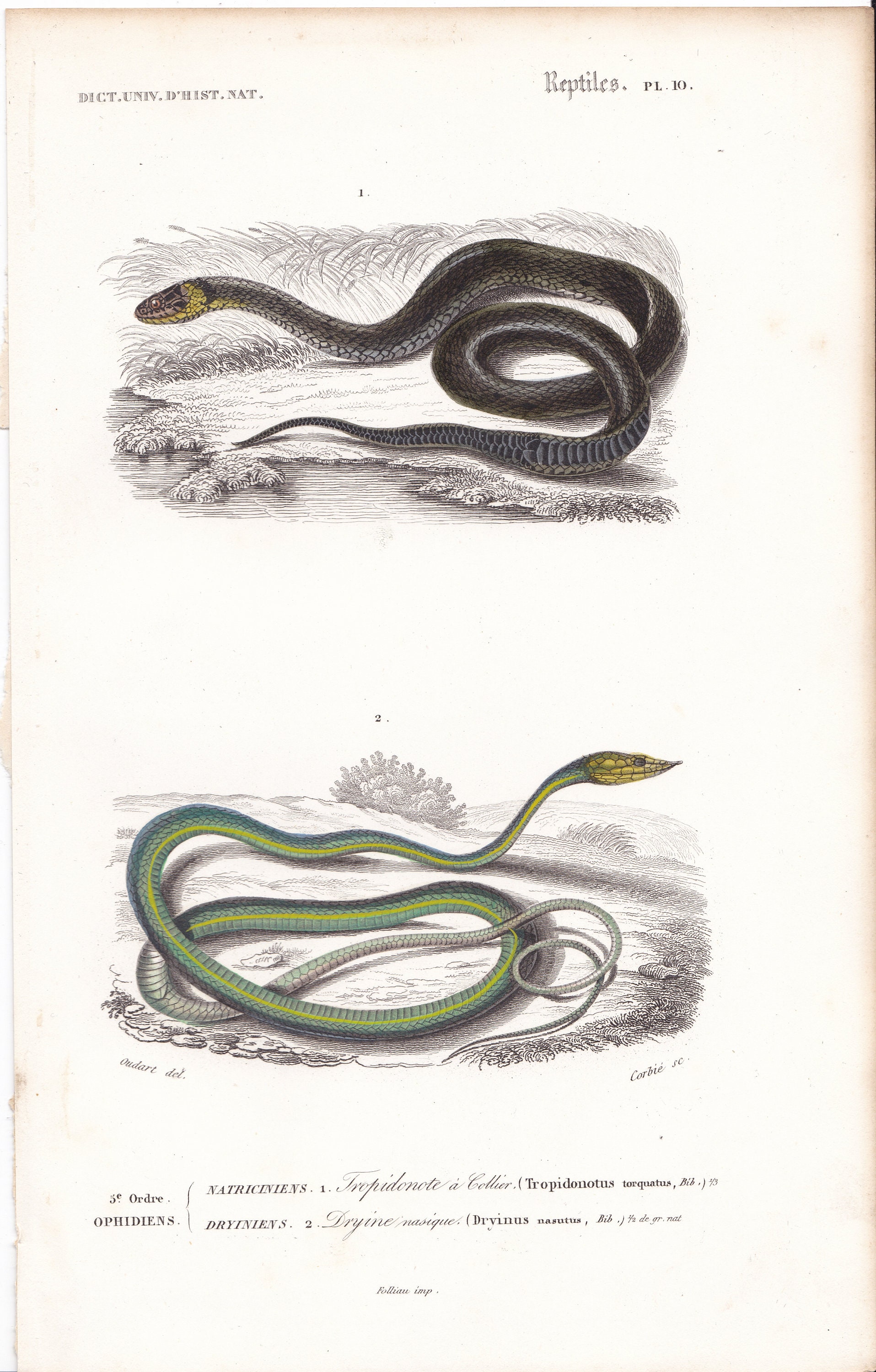 Antique Snake Serpent Viper Reptile Medicine Print Original 1849 Print ...