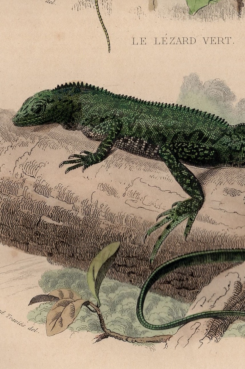 Prints 1839 Rare Antique Gecko Green Horned Spikey Lizard Reptile ...