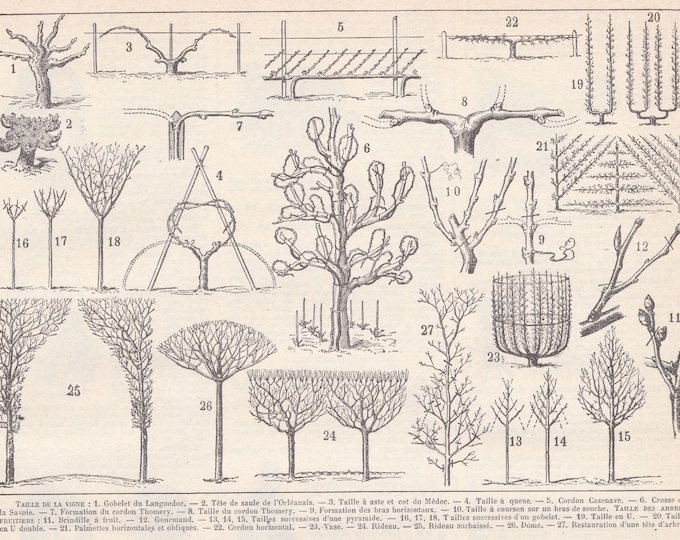Vintage Original French Tree Training Orchard Fruit Cider Lithograph ...