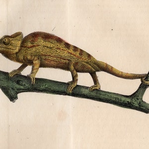 1834 Rare Antique Chameleon Skink Lizard Reptile Original Print ...
