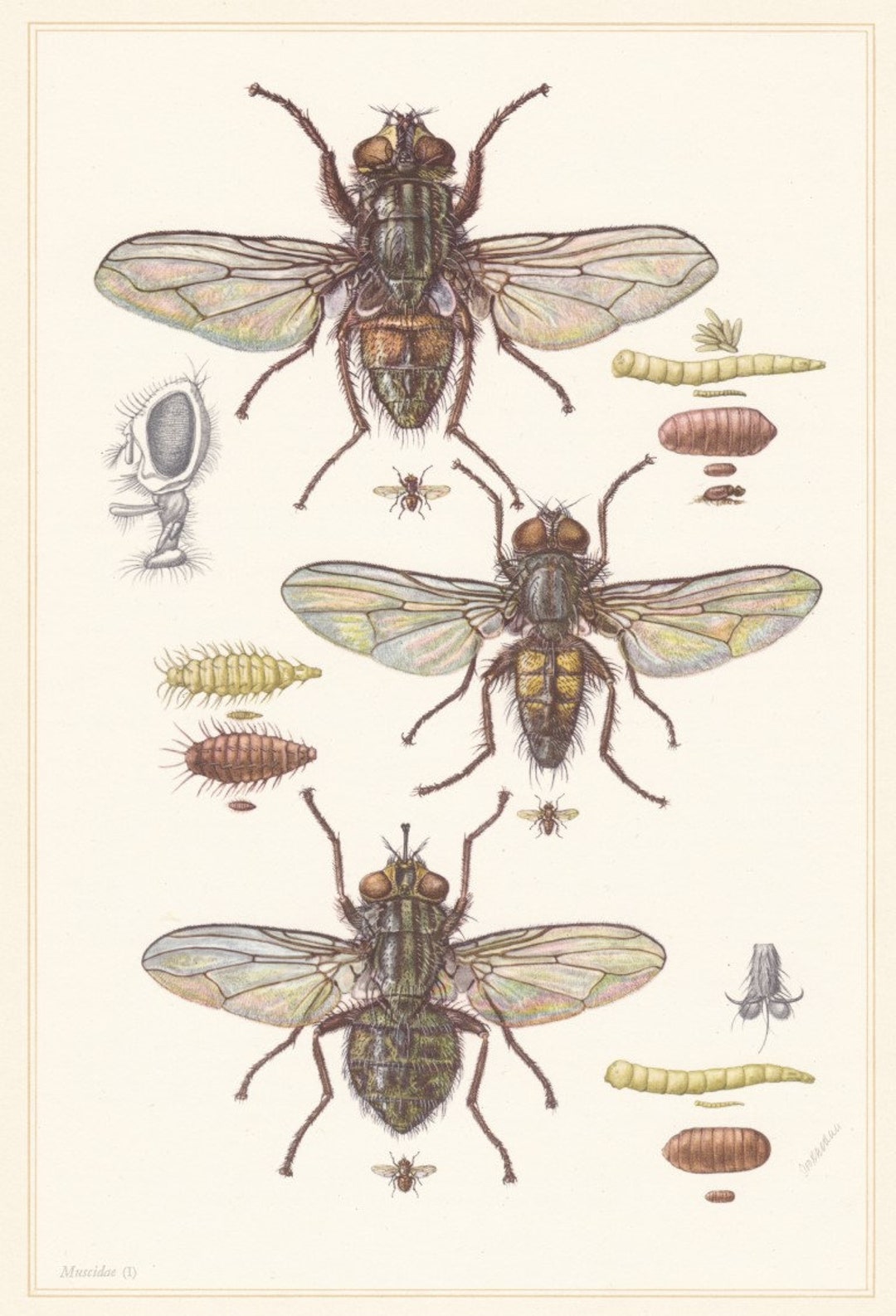Original Vintage 1961 Fly Flies Diptera Print Insectes D'europe Wall ...