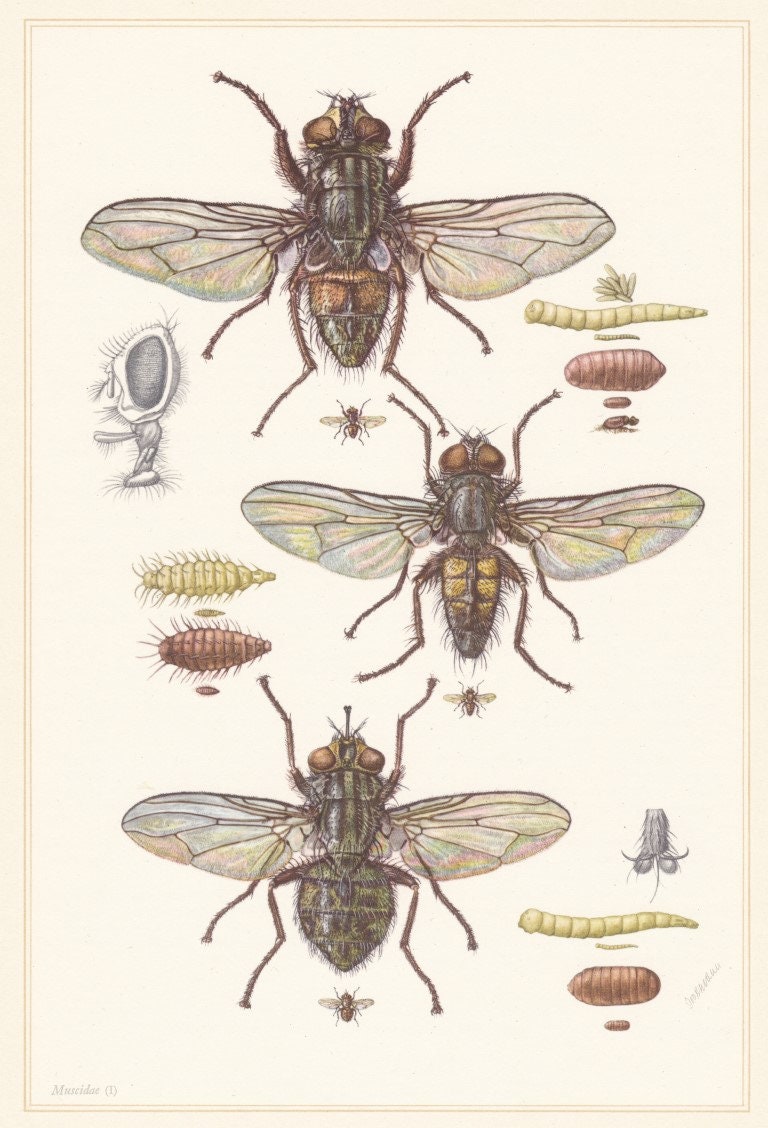 Original Vintage 1961 Fly Flies Diptera Print Insectes D'europe Wall ...