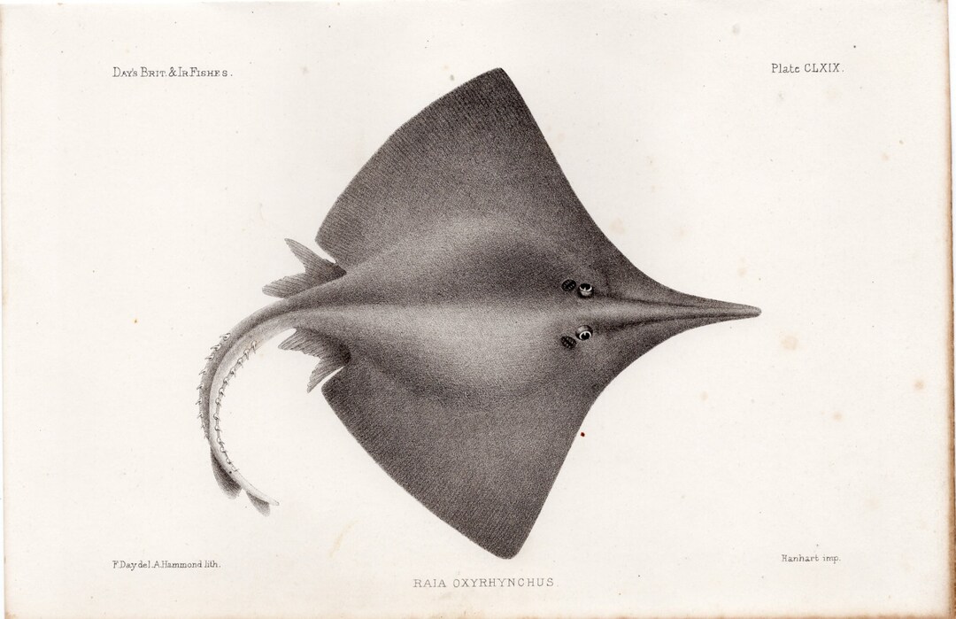 1884 Antique Ray Fish Raia Oxyrhynchus Lithograph the Fishes of Great ...