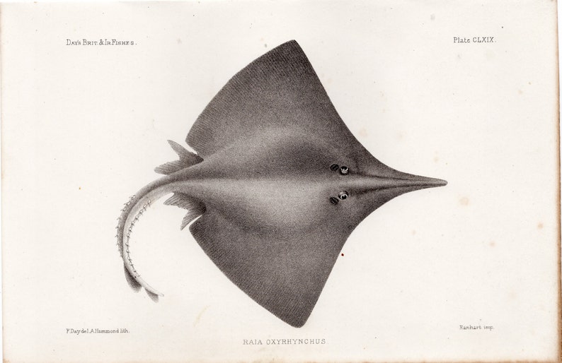 1884 Antique Ray Fish Raia Oxyrhynchus Lithograph the Fishes of Great ...