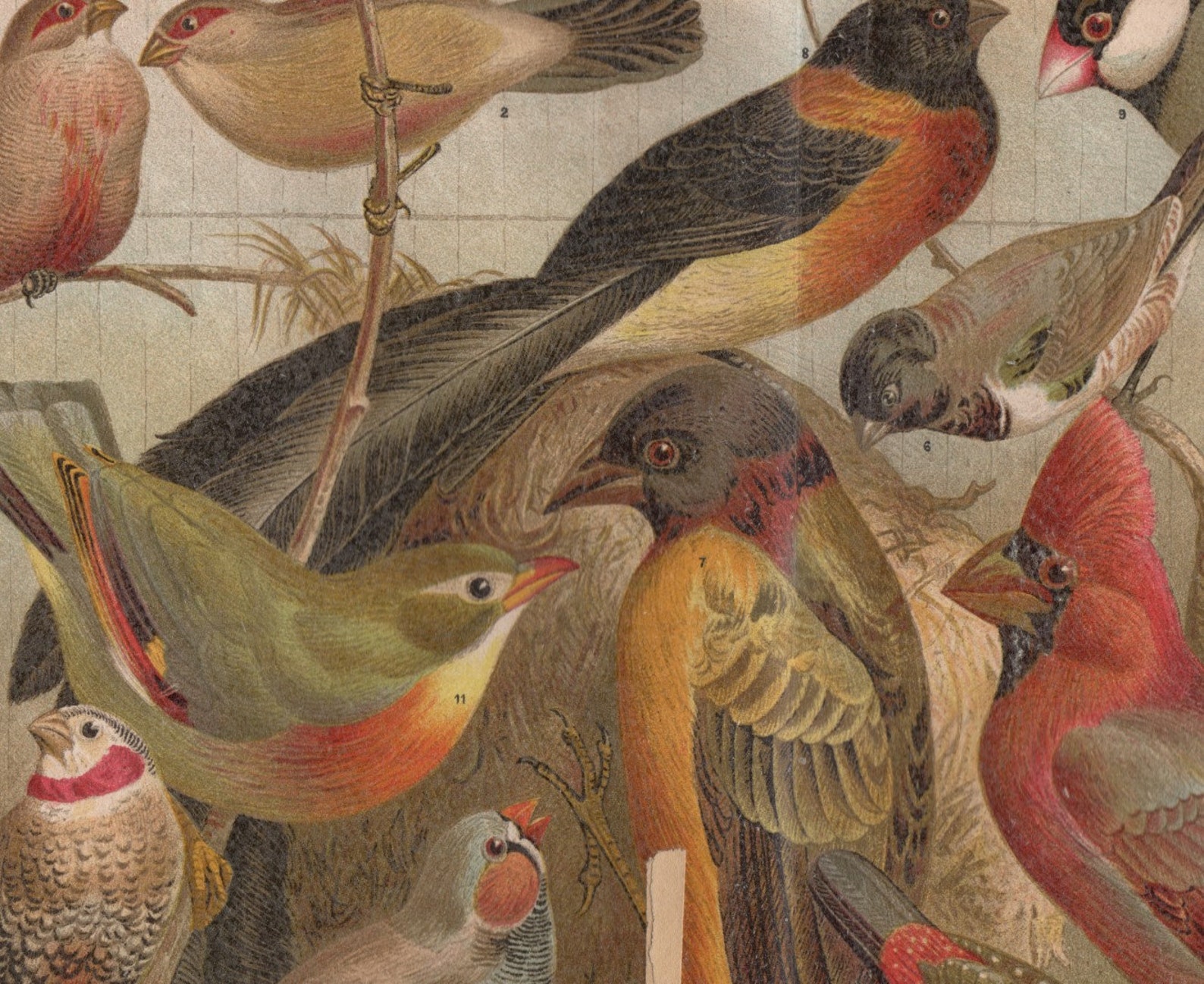Antique 1900s Exotic Birds Finches Ornithology German | Etsy