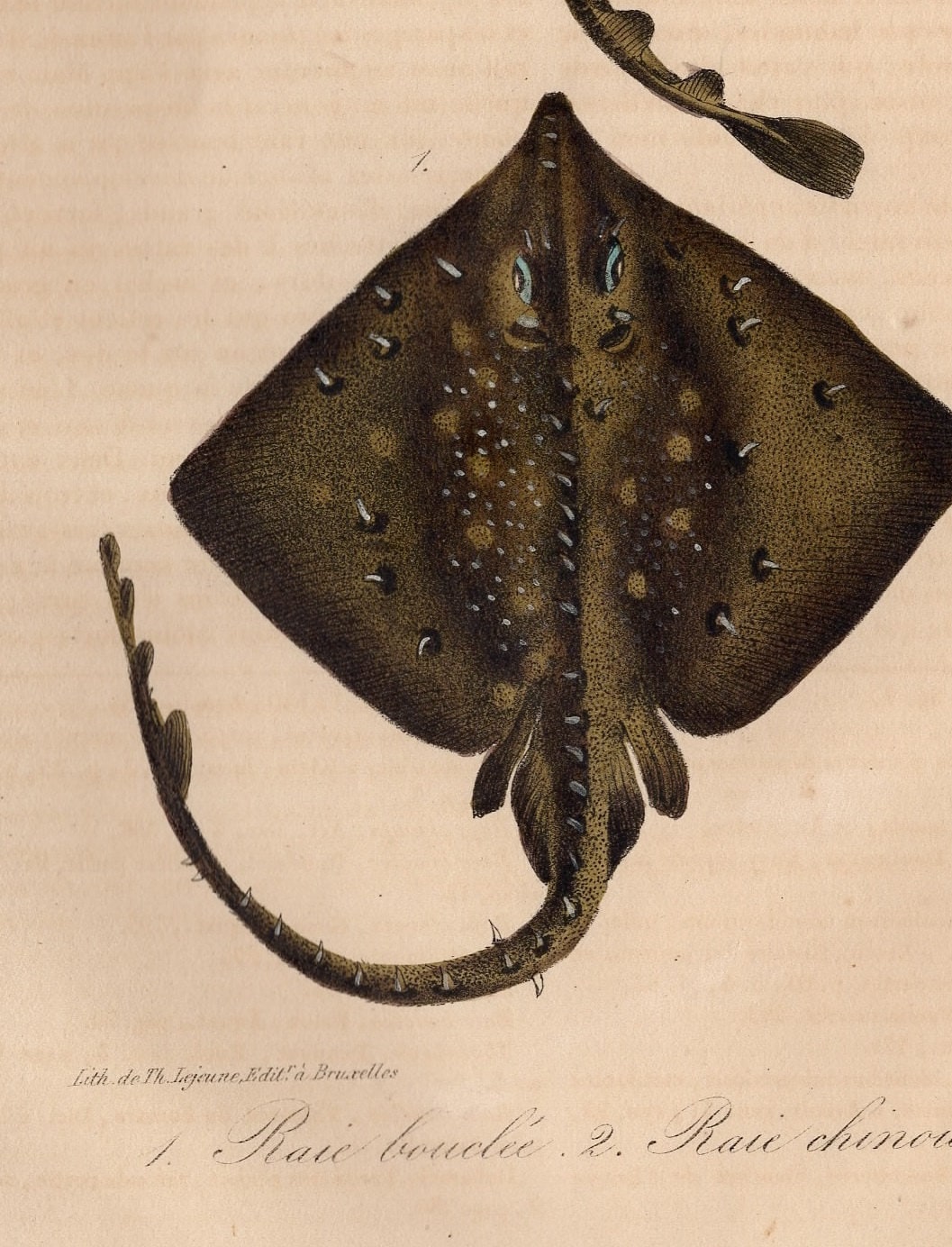 1834 Rare Antique Thornback Chinese Ray Original Print 12 - Etsy UK