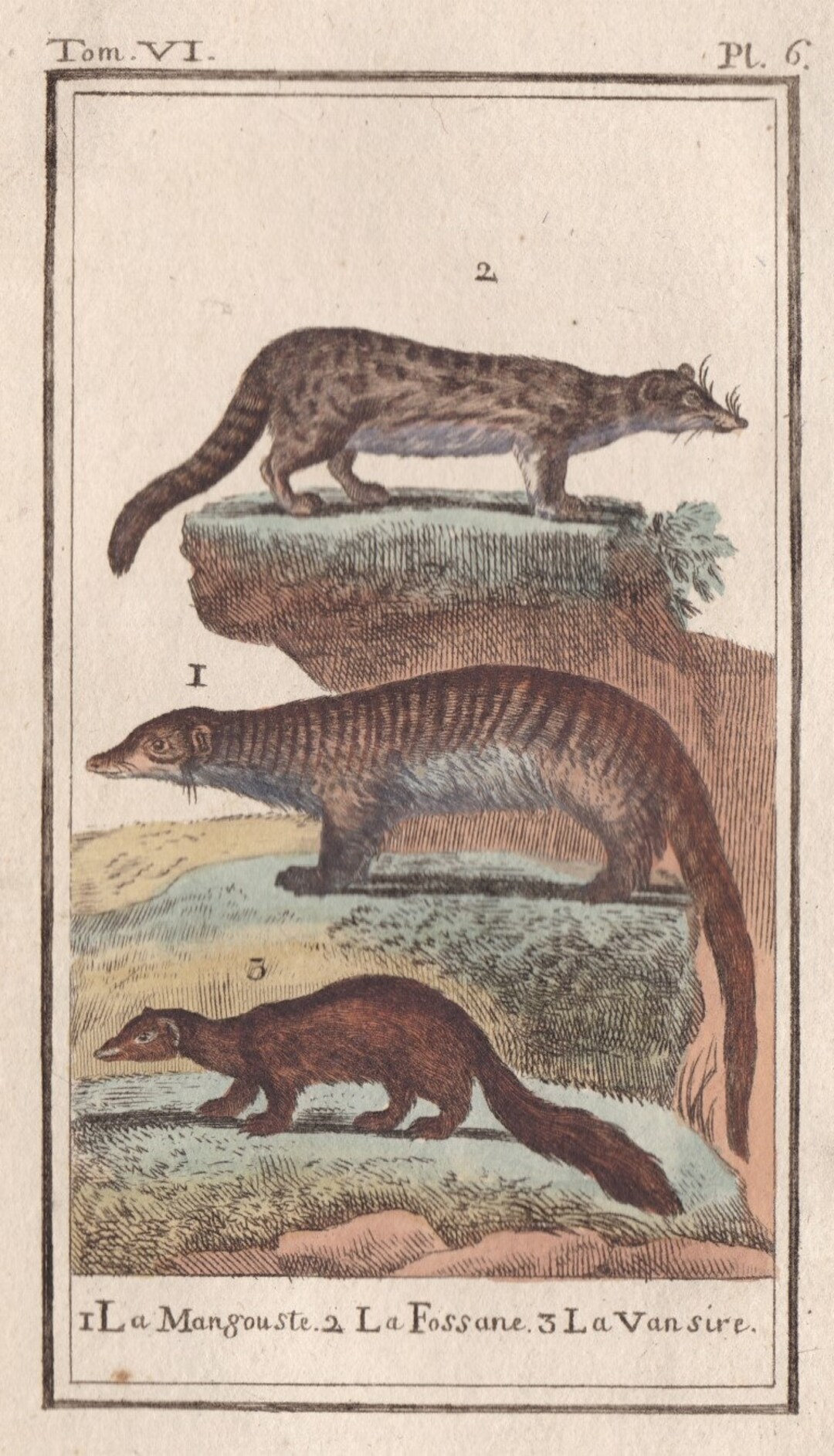 1787 Original Antique Striped Civet Mongoose Hand Colored Engraving ...