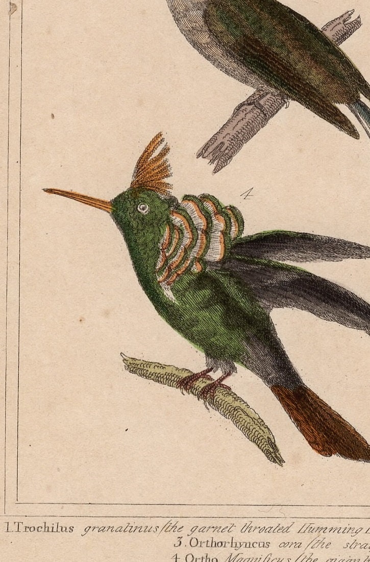 1834 Antique Rare Hummingbird Engraving Print Plate 43 the - Etsy UK
