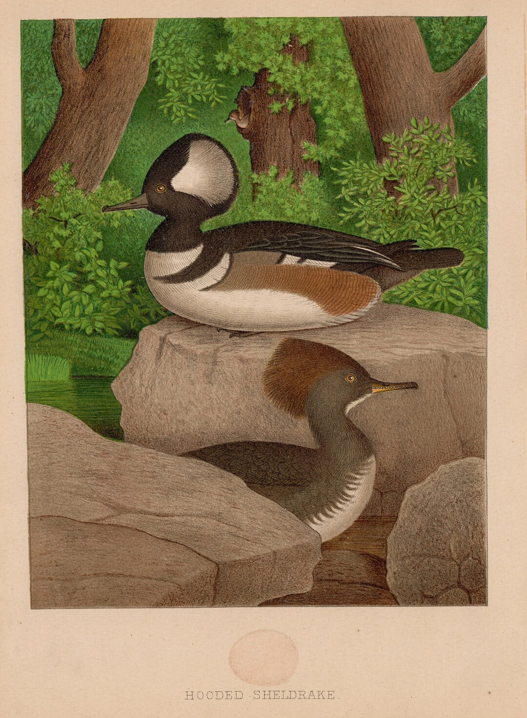 Antique Original Hooded Sheldrake Duck 1882 Thomas G Gentry's "nest and ...