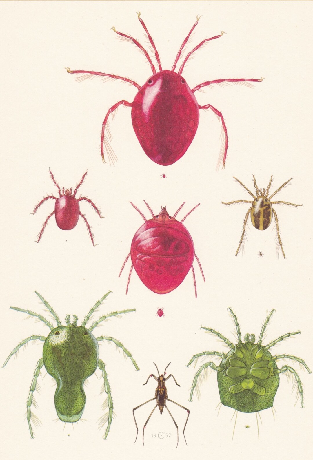 Original Vintage 1961 Alien Mite Bug Beetle Insects Print Insectes D ...