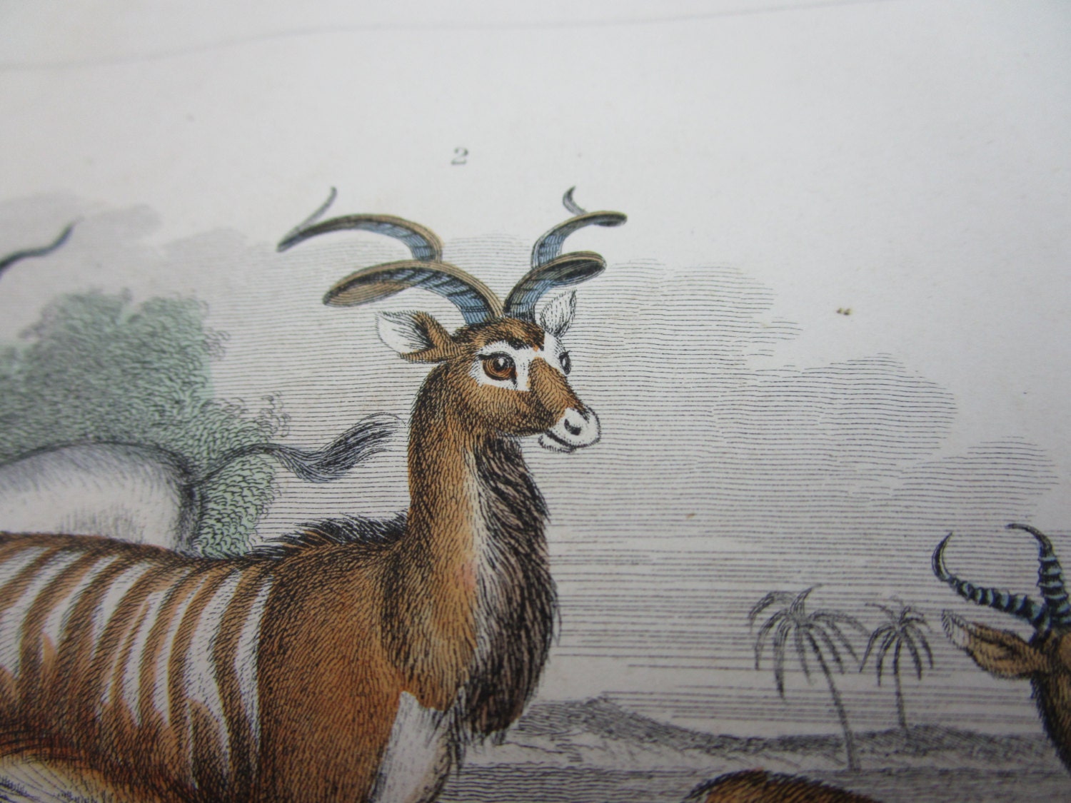 1857 Rare Antique Antelope Species Original Print A History of Earth an ...