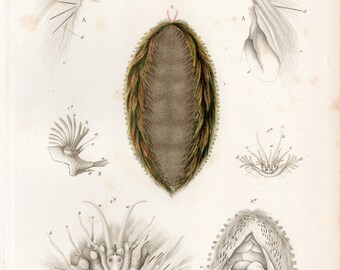 Sea Mouse Anatomy