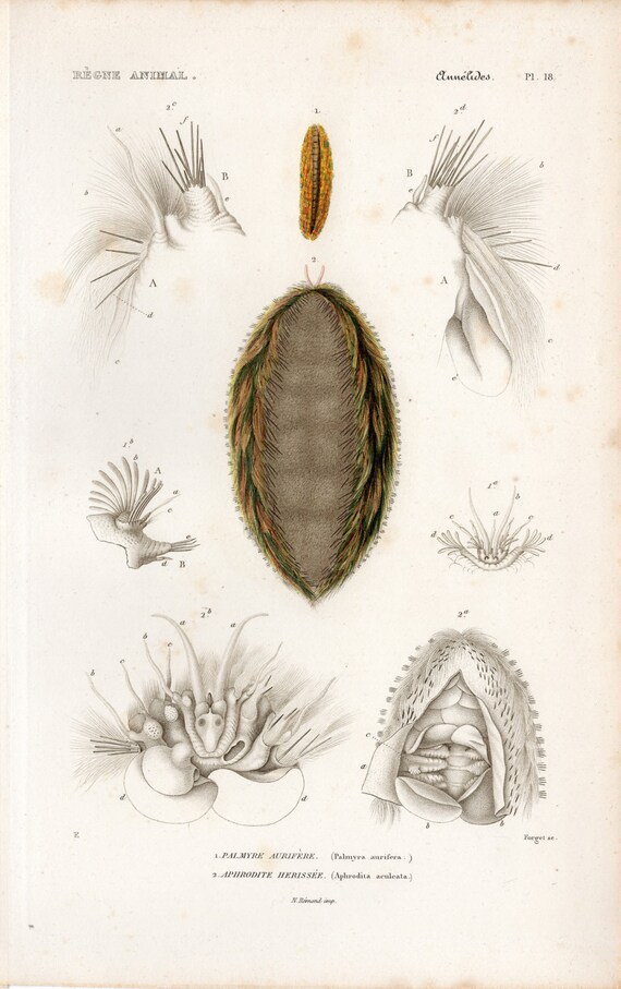 Sea Mouse Anatomy