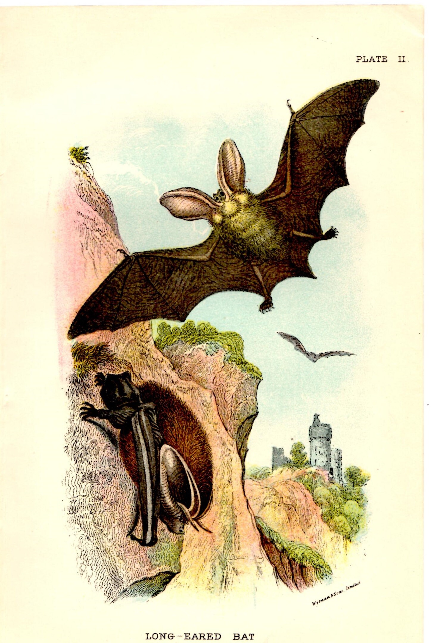 Antique 1896 Long Eared Bat Original Antique Colour Chromolithograph - Etsy