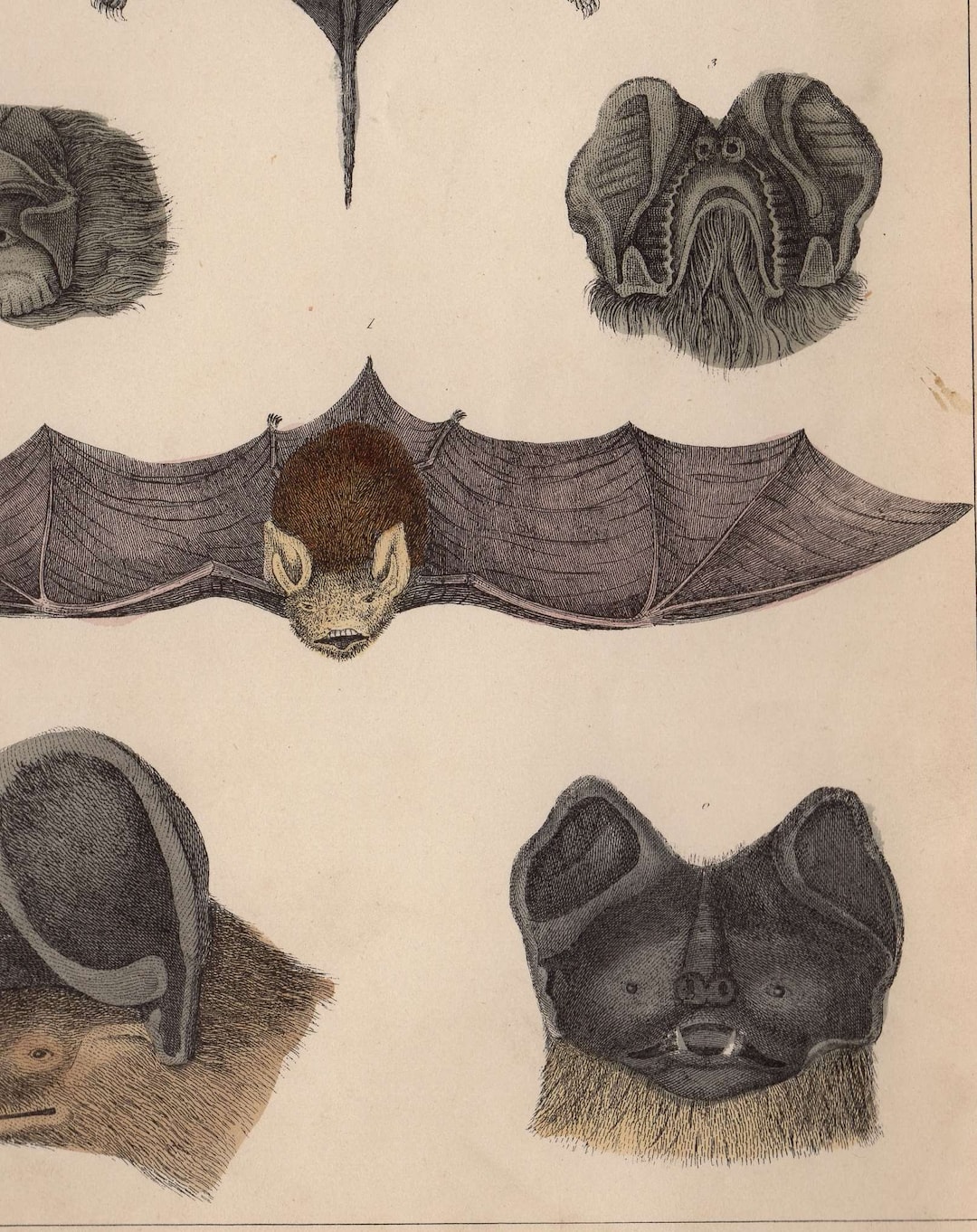 1856 Rare Antique Original Bat Print History of Earth and Animated ...