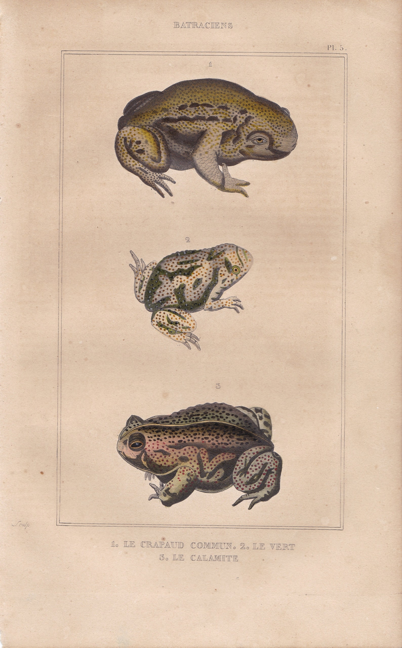 Original Antique Frog Toad French Original Engraving Hand Colored Comte ...