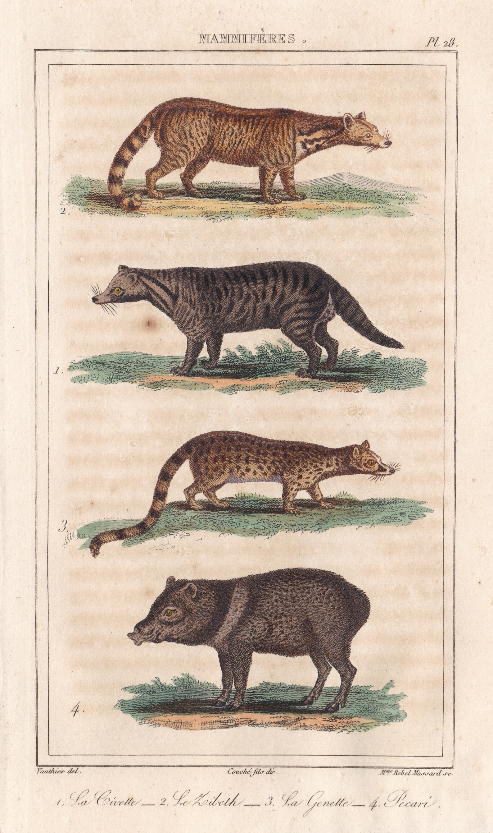 Original Antique Civet Coffee Poo Cat Genet Collared Peccary Hog Hand ...