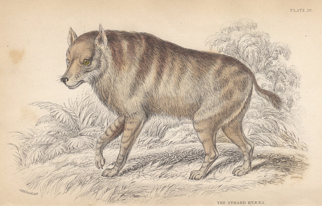Antique Hyena Print: 1840 Jardine Hand-colored Lithograph - Etsy