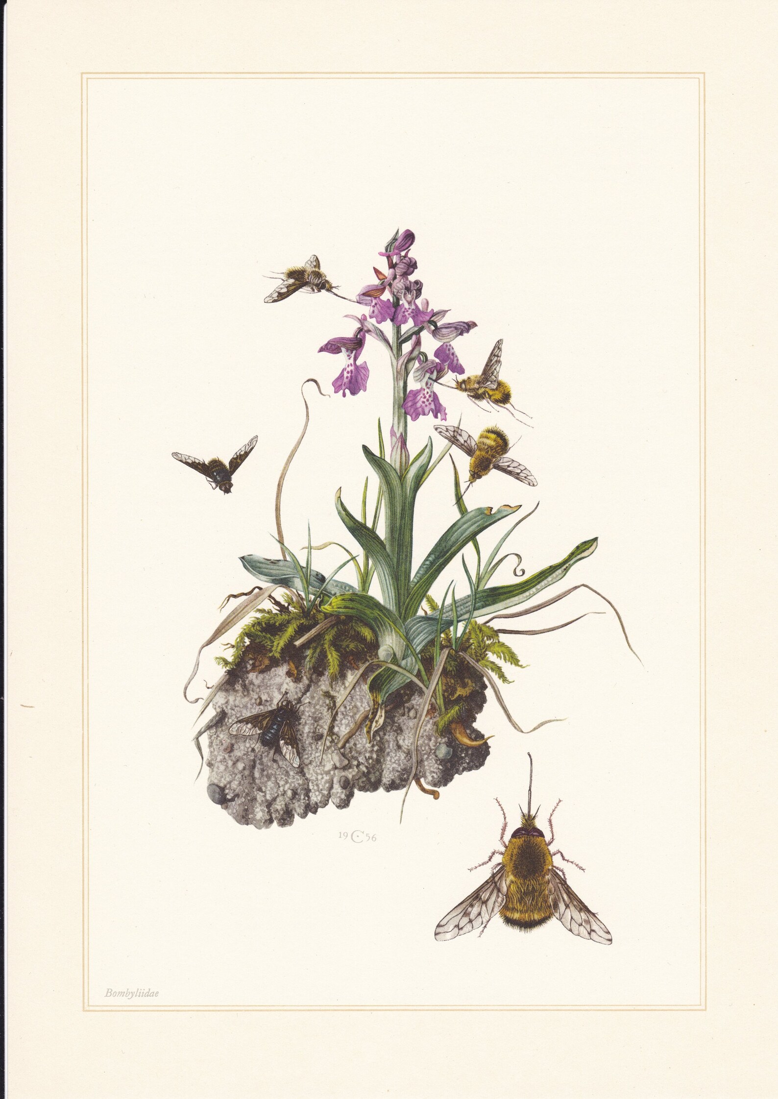 Original Vintage 1961 Bee Honey Bee Bumble Bee Life Size Insect Print ...