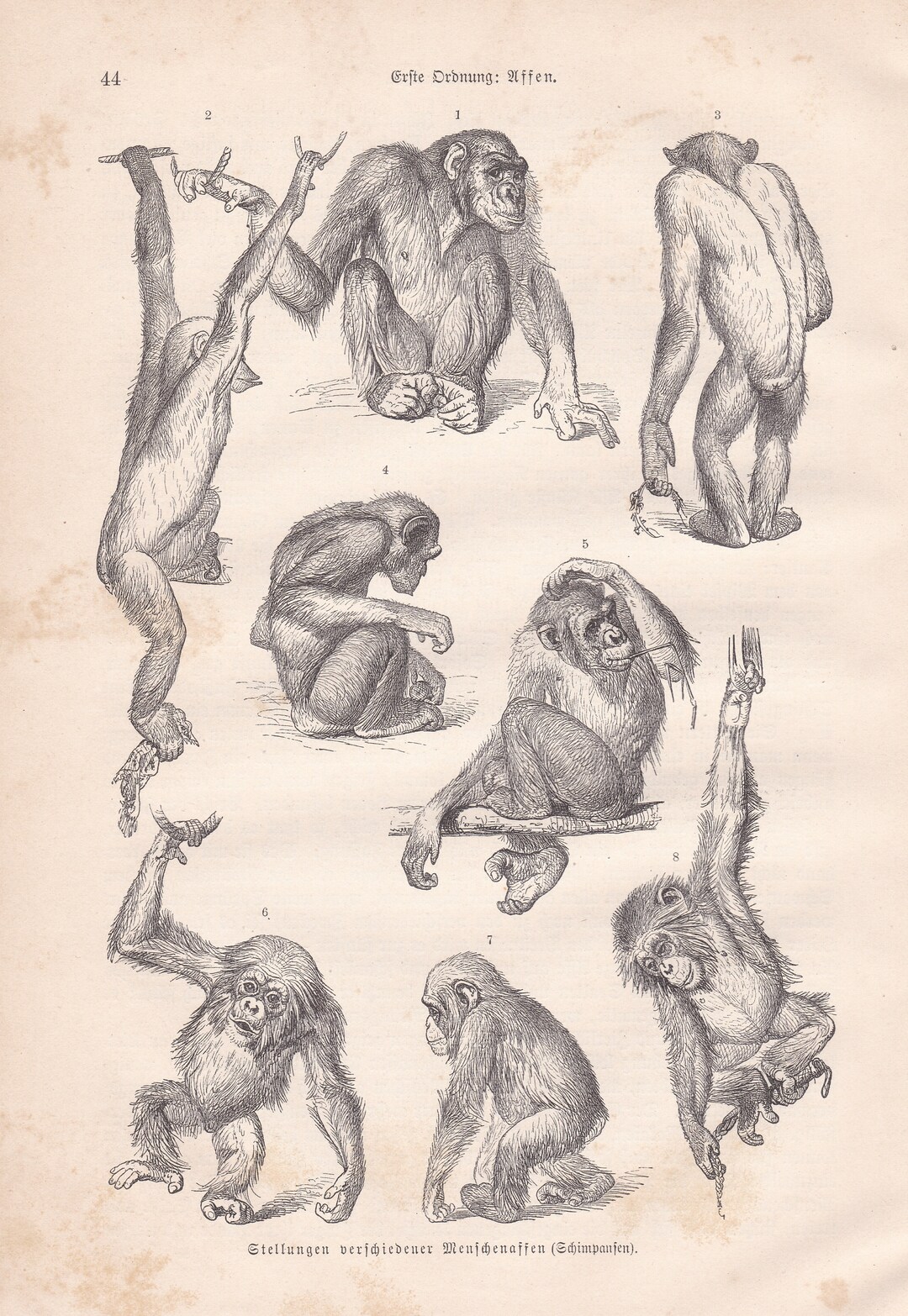 1900 Monkey Ape Chimpanzee Rare Antique Original Print Chromolithograph ...