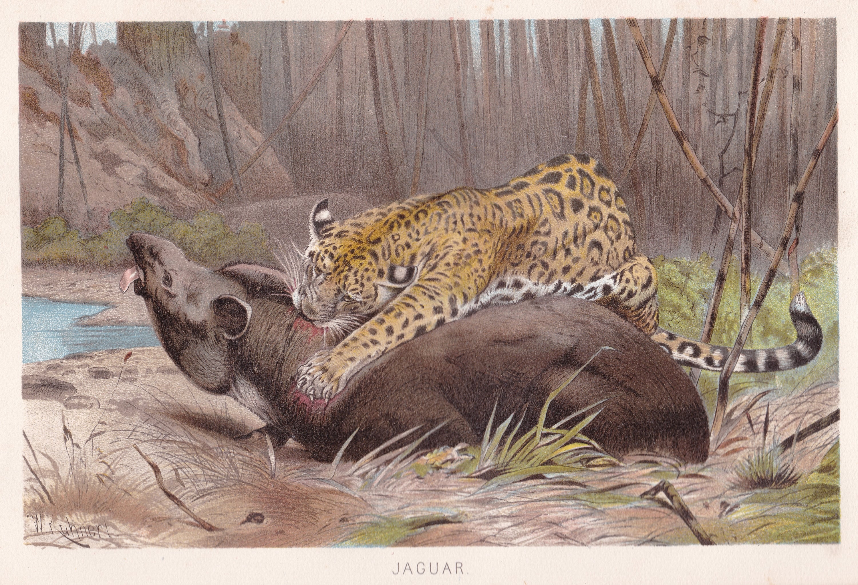 Jaguar Hunting