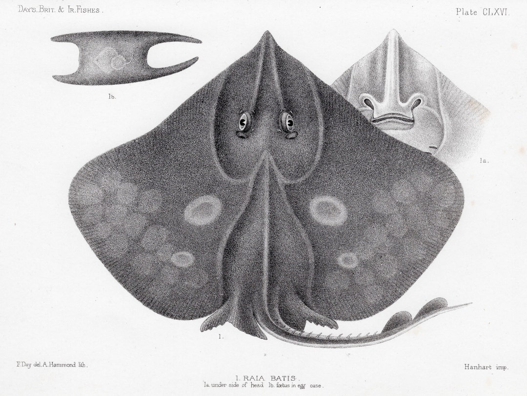 1884 Antique Ray Fish Raia Batis Lithograph the Fishes of Great Britain ...